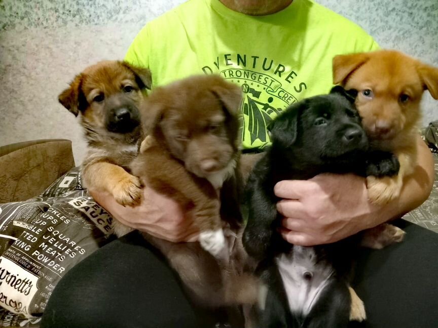 Отдам щенков В хорошие руки