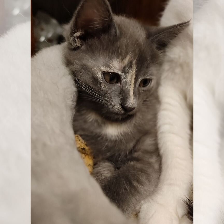 Котёнок в добрые руки