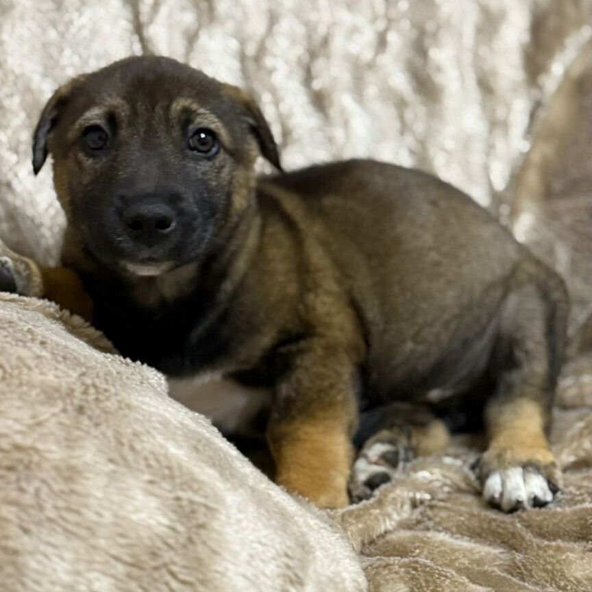 Щенок в добрые руки