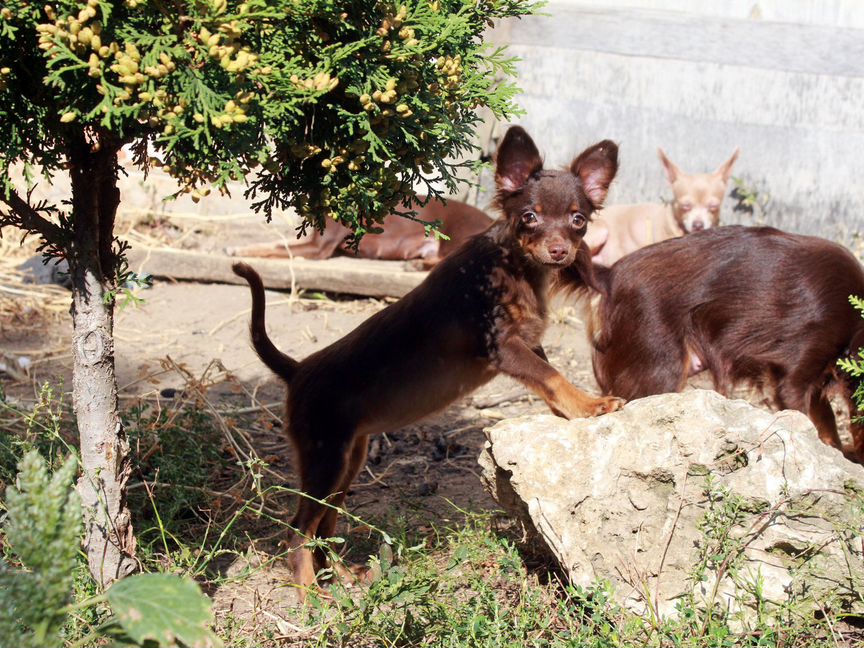 Сладкая шоколадка