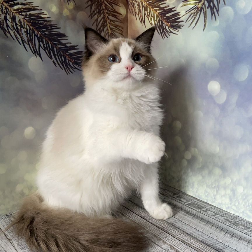 Девочка Рэгдолл