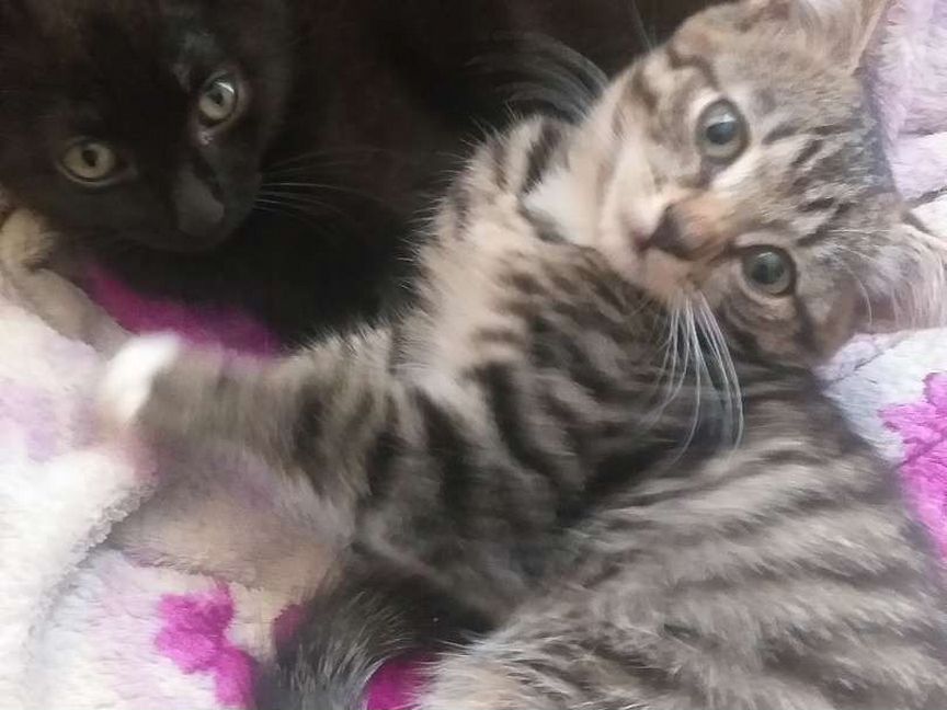 Умные котята