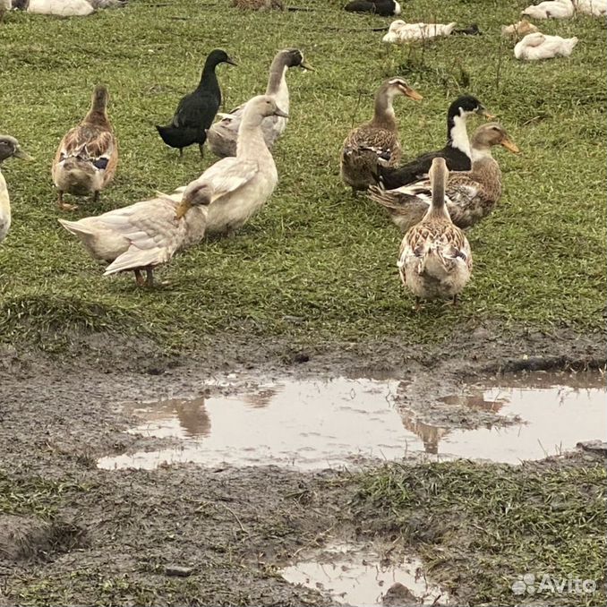 Утка башкирская, мулард, бегунок