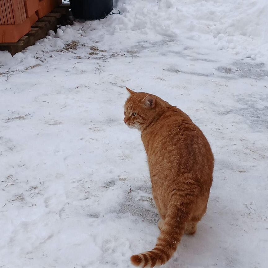 Рыжий потеряшка