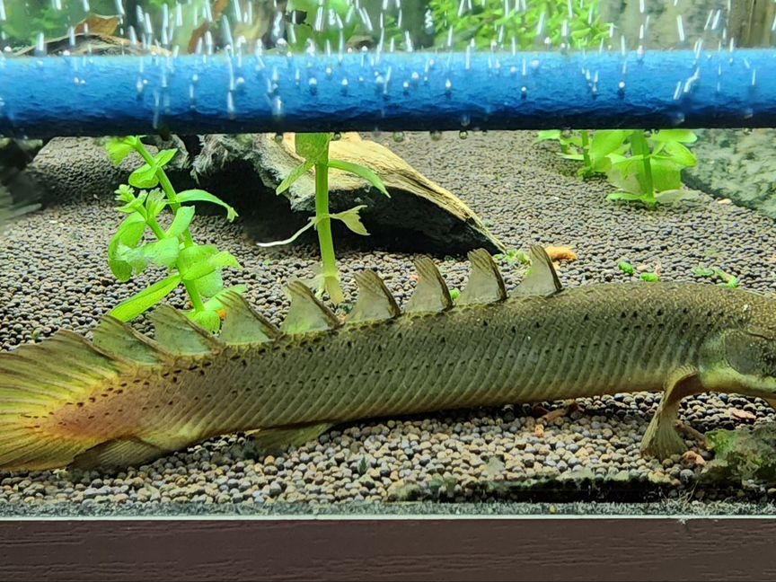 Полиптерус сенегальский