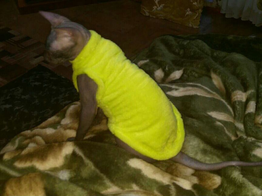 Одежда для сфинксов