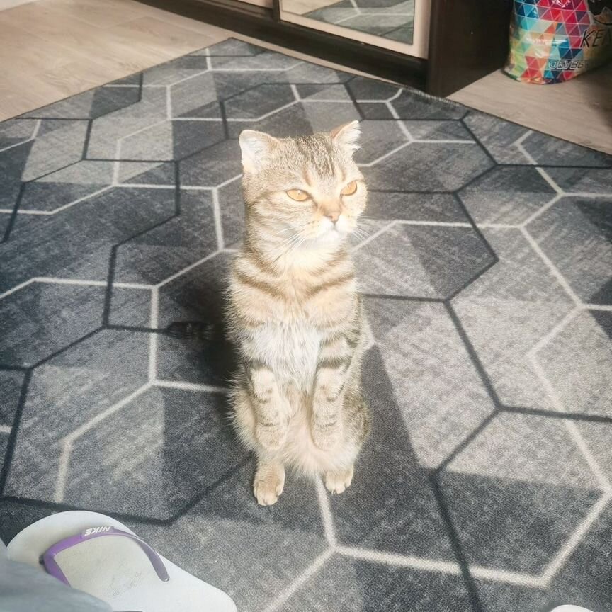 Кошечка. Веслоухая Шотландка