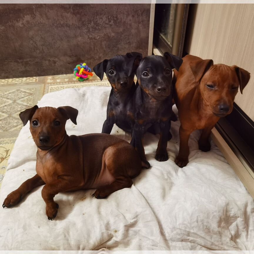 Щенки цвергпинчера, мальчики