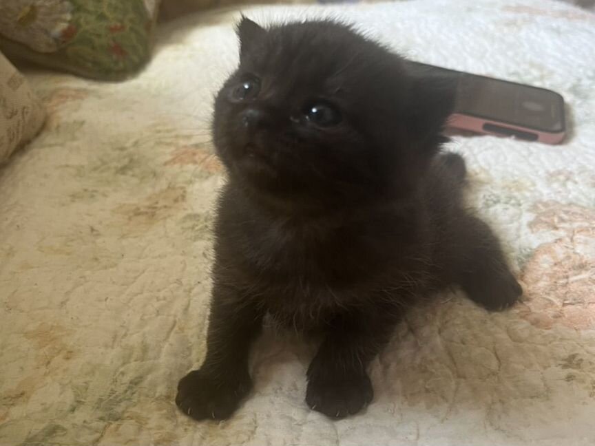 Британские и шотландские котята