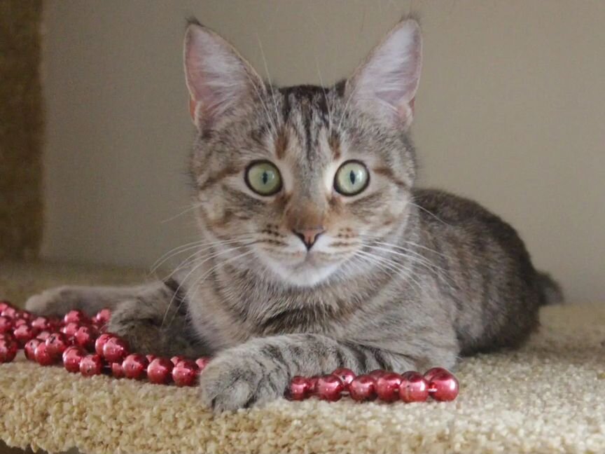 Кошечка Феличия ищет дом