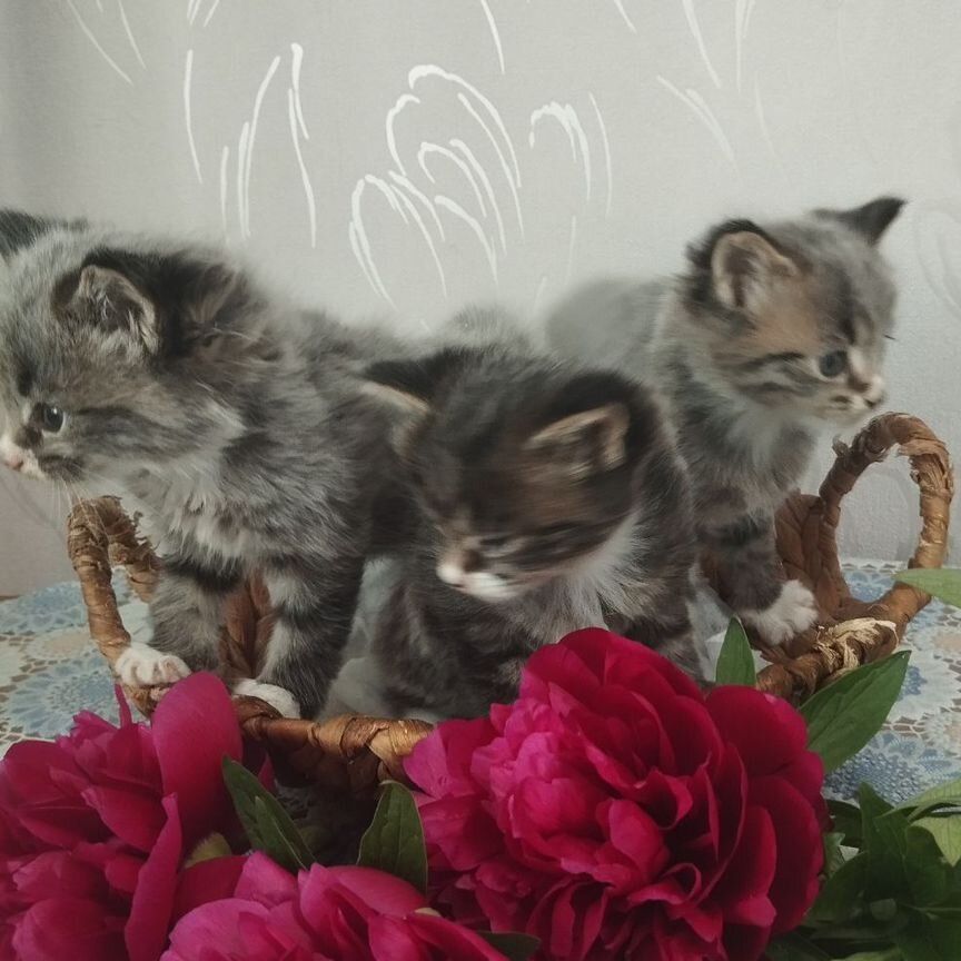 Котята мейн-кун