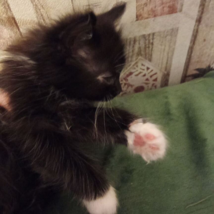 Отдаю котят в добрые руки 1 котенок