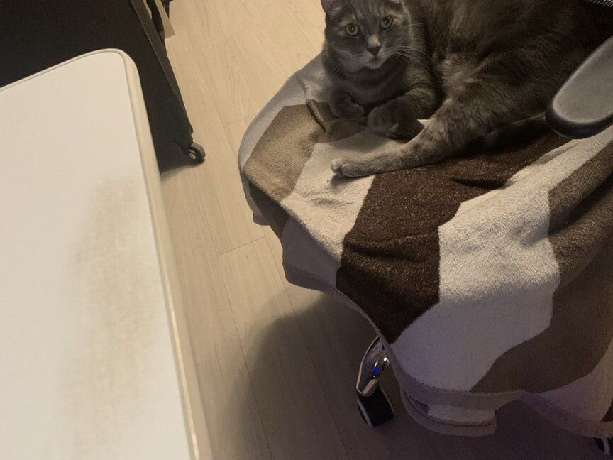 Кот старенький