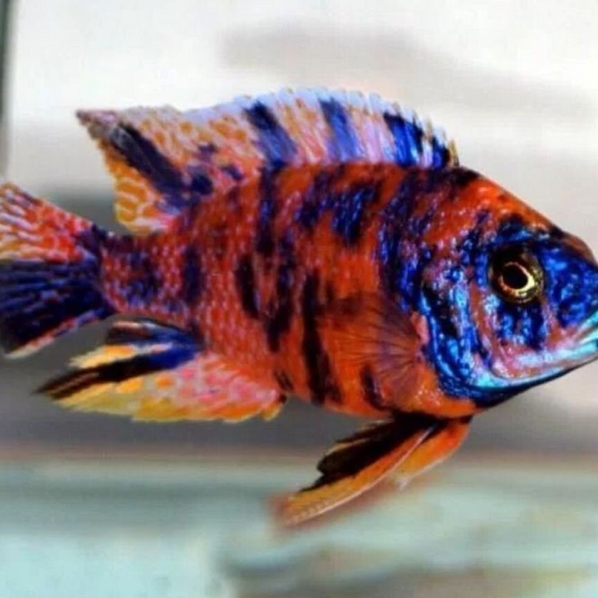 Аулонoкара Мультиколоp