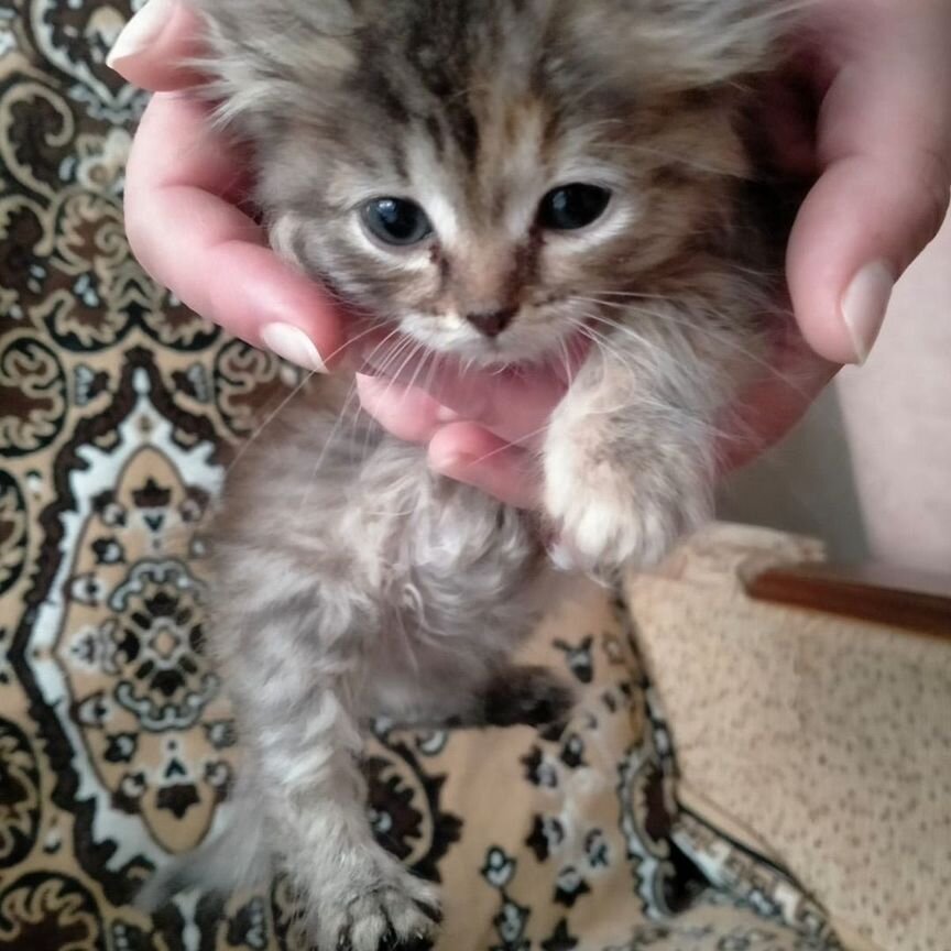 Котенок
