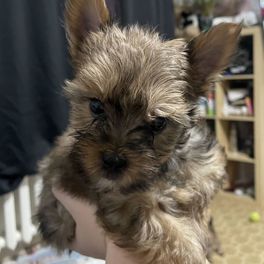 Биро-йоркширский терьер, щенок