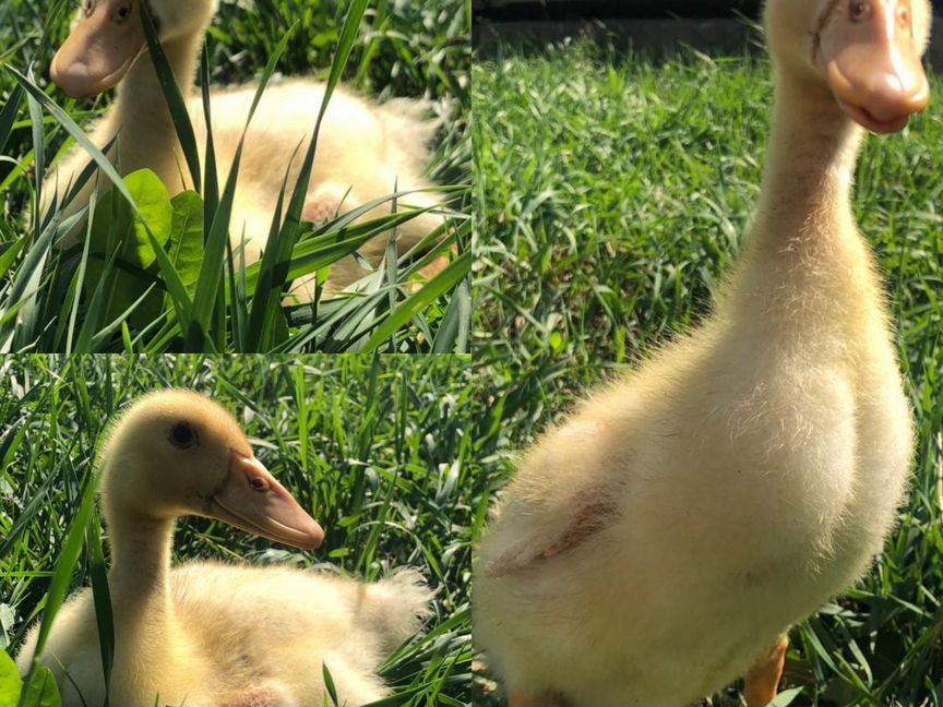 Утка Бройлерная SK-6 подрост