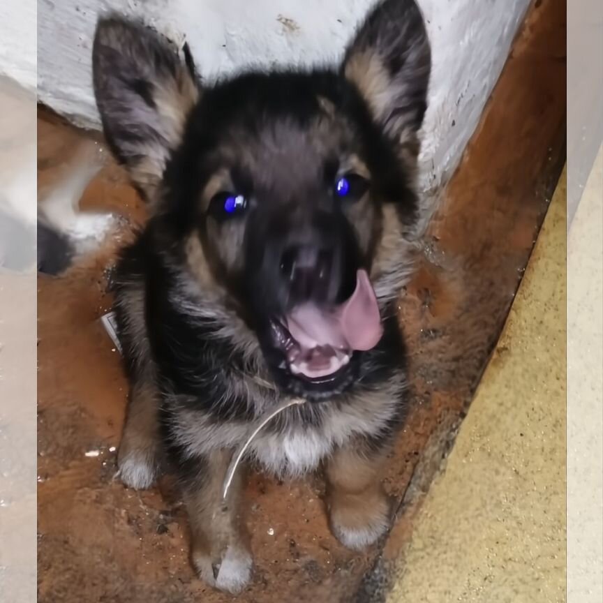 Щенок в добрые руки