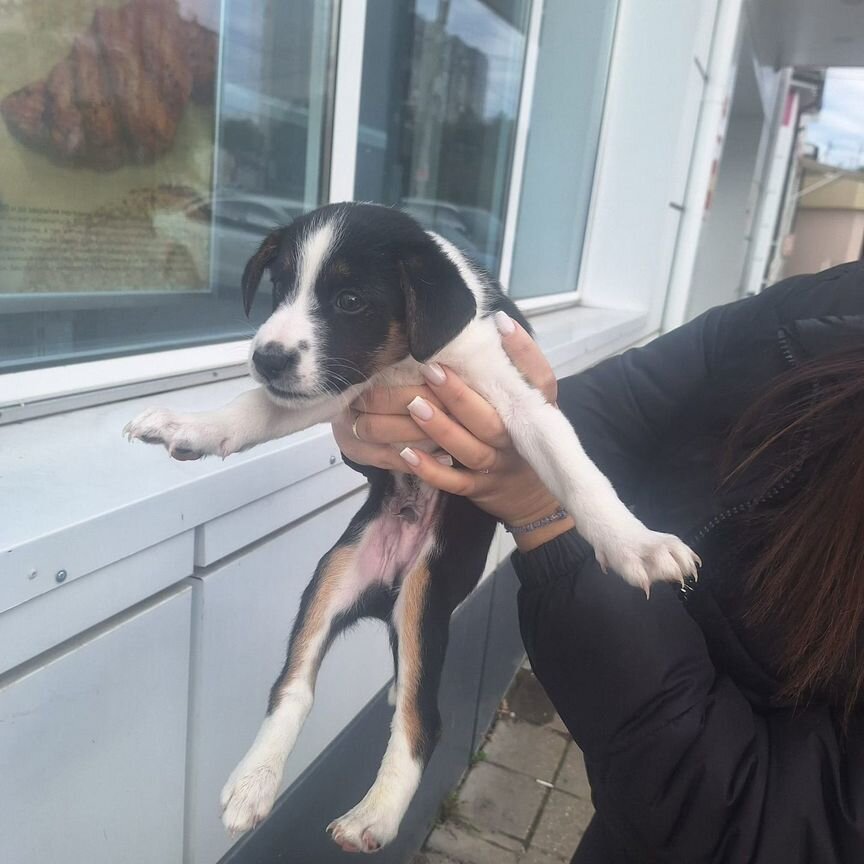 Щенок мальчик