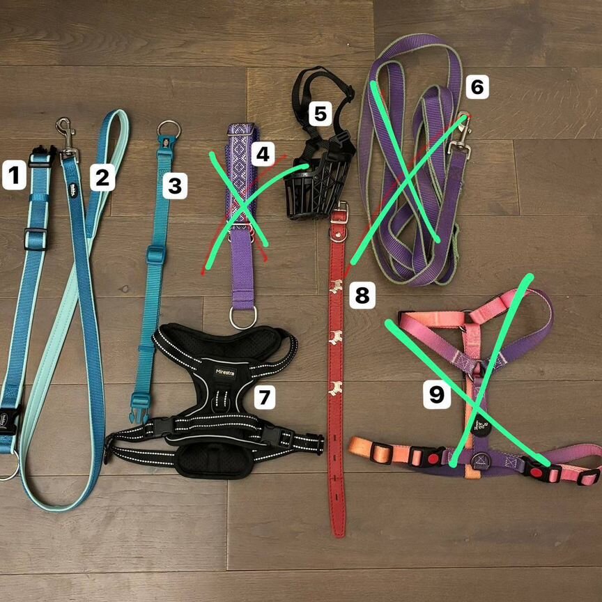 Амуниция для собак