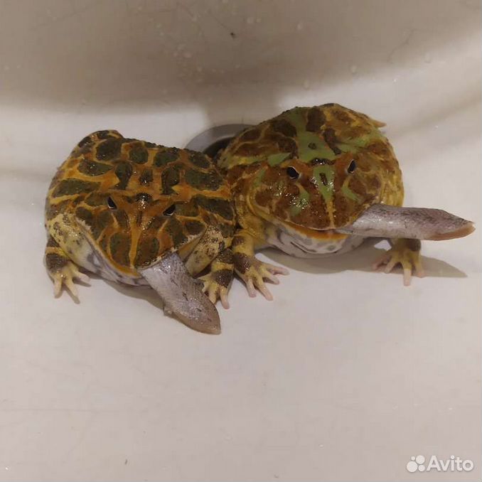 Лягушки рогатки