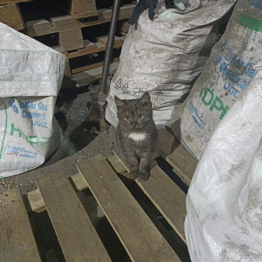 Котенок