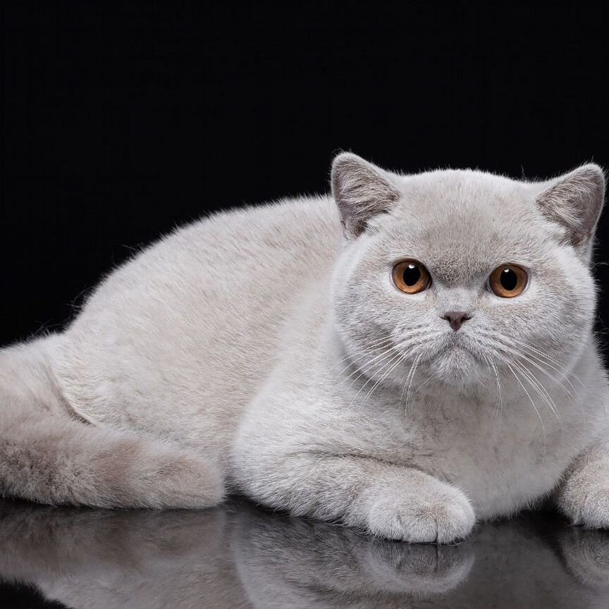 Британский лиловый котик