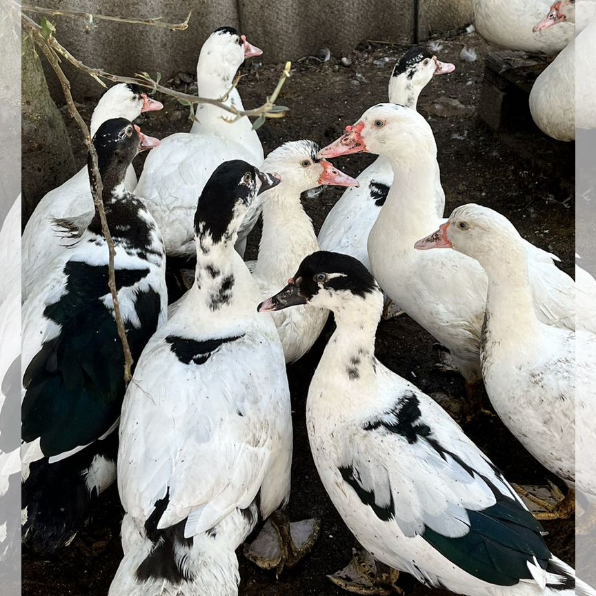 Мускусные утки