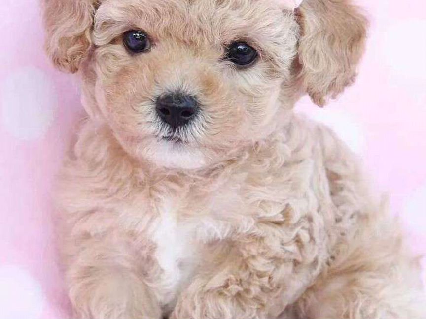 Мальтипу кукляшки