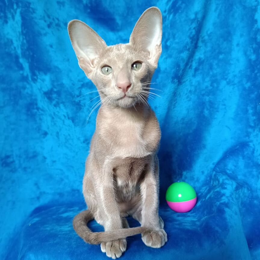 Ориентальный котёнок