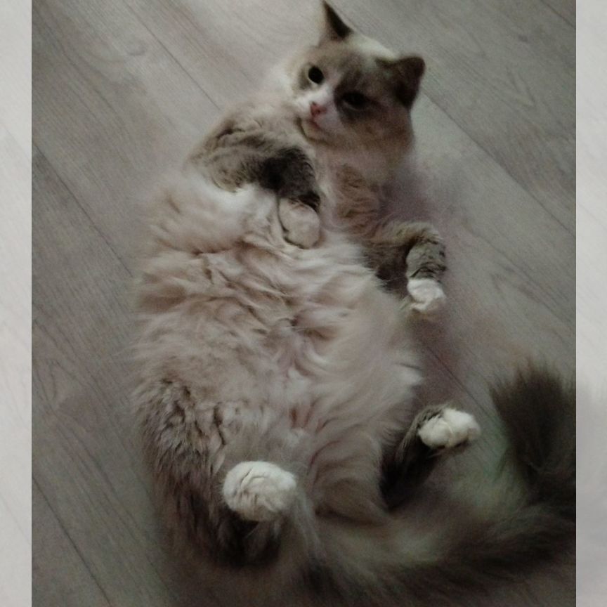 Отдам в добрые руки кошечку