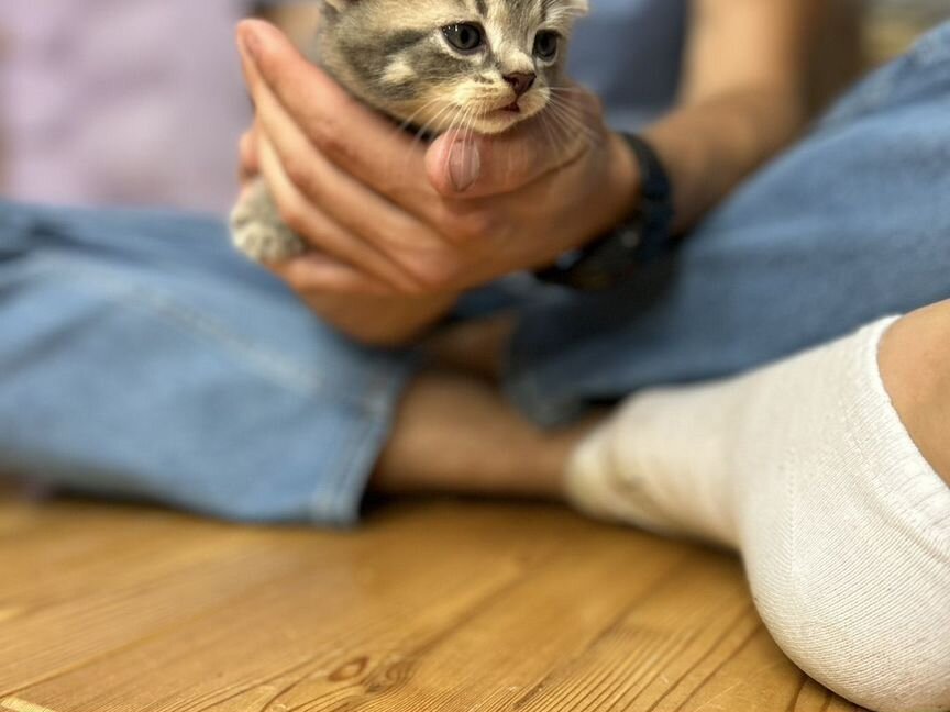 Шотланские вислоухие котята