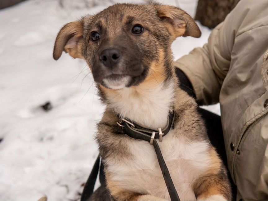 Маленькая Виола ищет дом