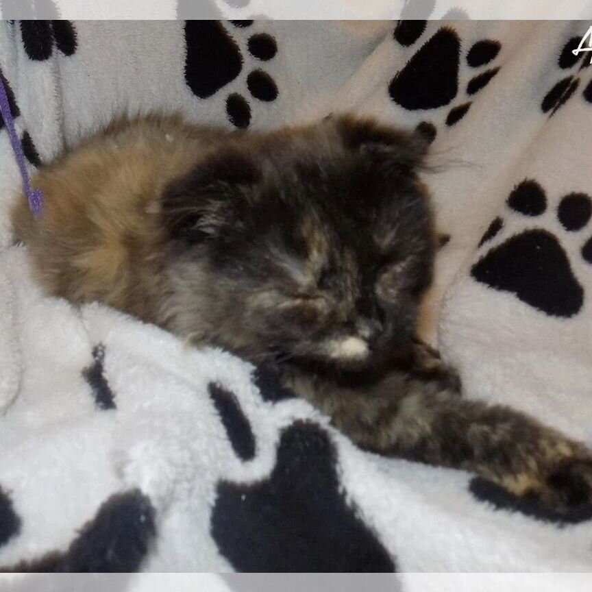 Шотландский вислоухий длинношёрстный котёнок