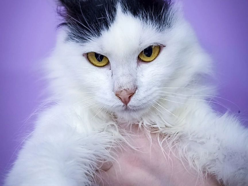 Котик без уха