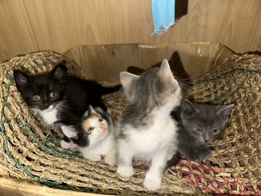 Котята в добрые руки