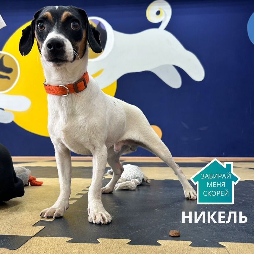 Собака в добрые руки. Скромный Никель