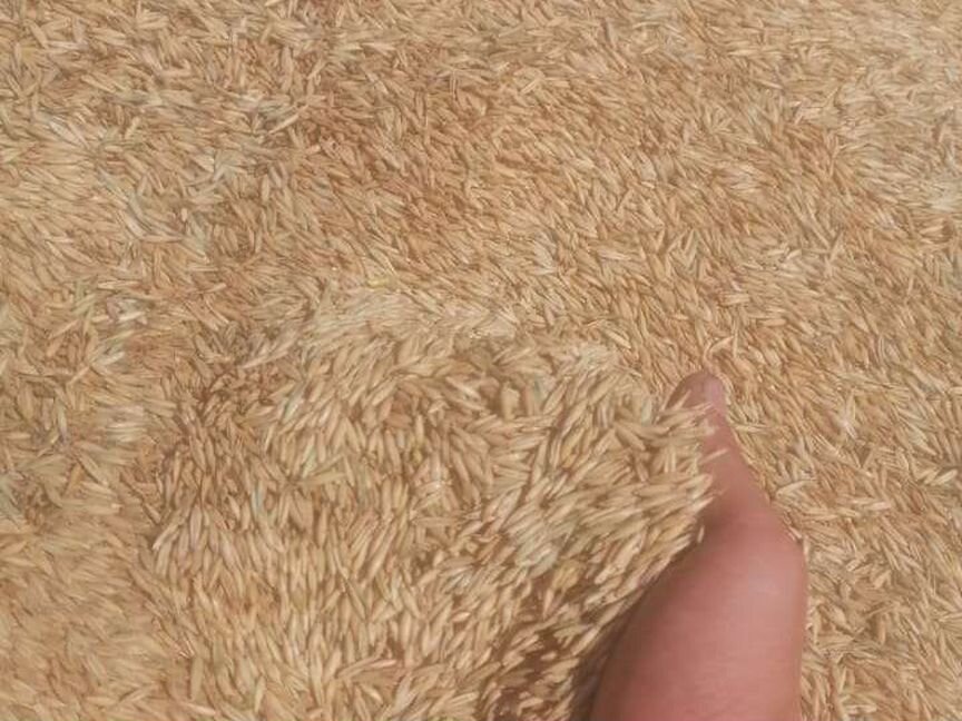 Овёс в мешках и россыпью