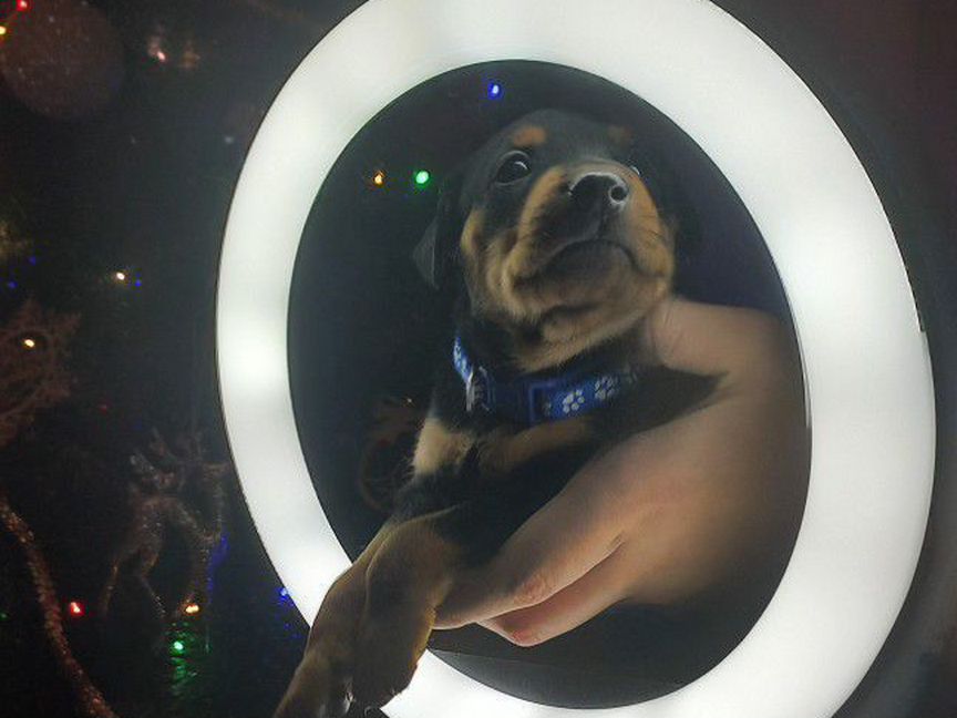 Щенки цвергпинчера