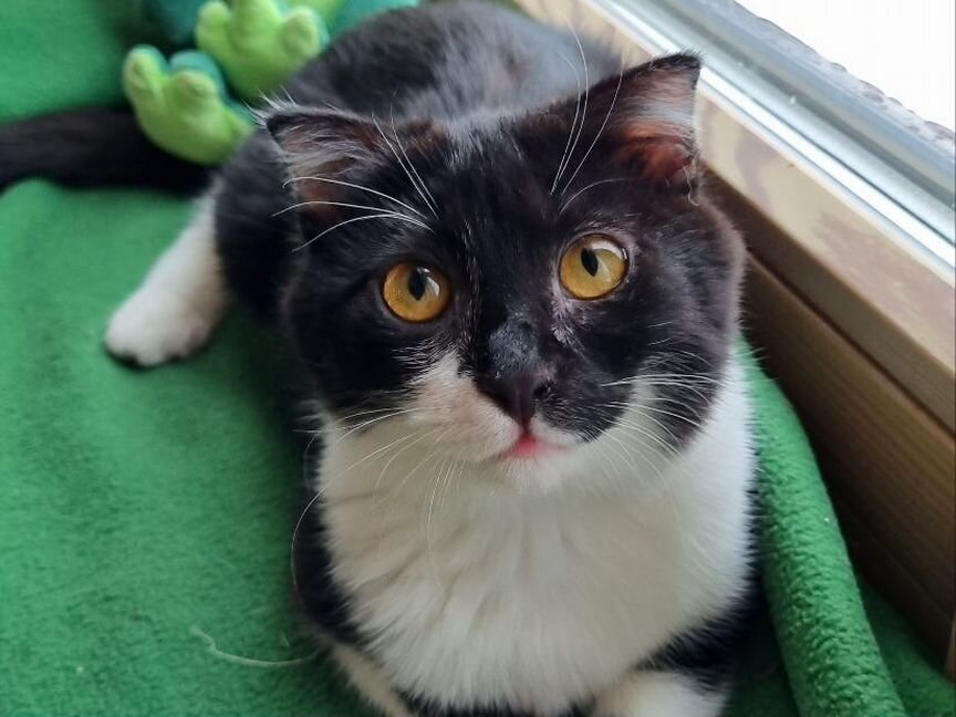 Вислоухий котенок