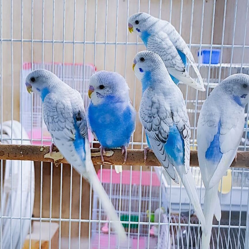 Волнистые малыши и амадины зебровые