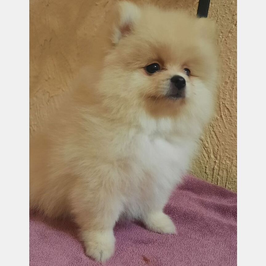 Шпицекрасотка