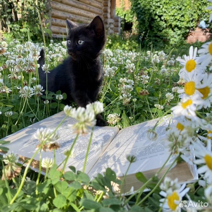 Спасенный котёнок