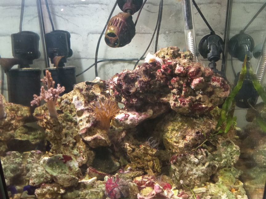 Морской аквариум 72 литра