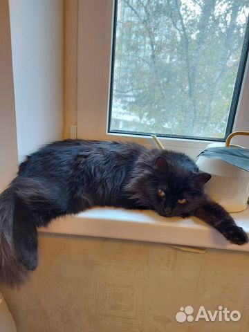 Пушистая Молли ищет дом