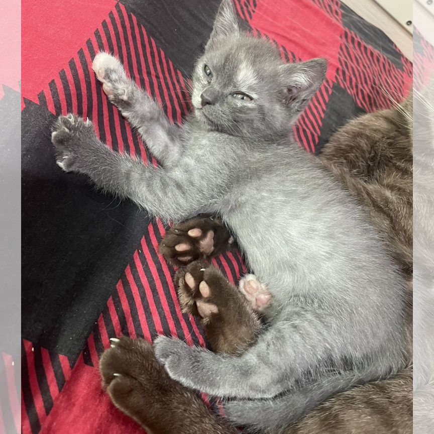 Котёнок в добрые руки