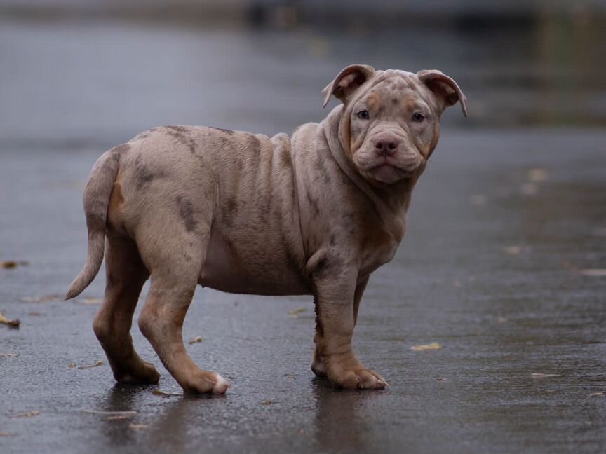 Шикарная девочка ам.булли