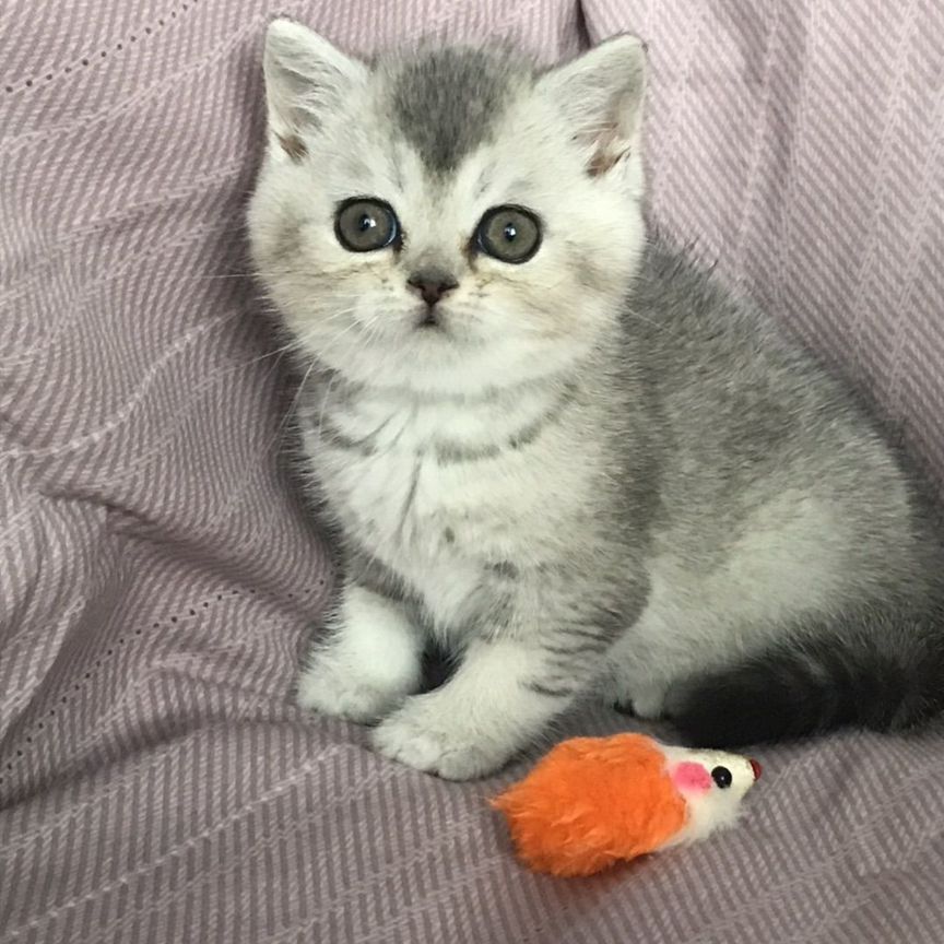 Прямоухий котик