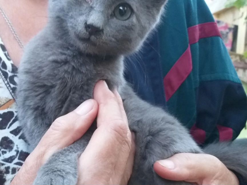 Котенок фенотипично Русская голубая выживает