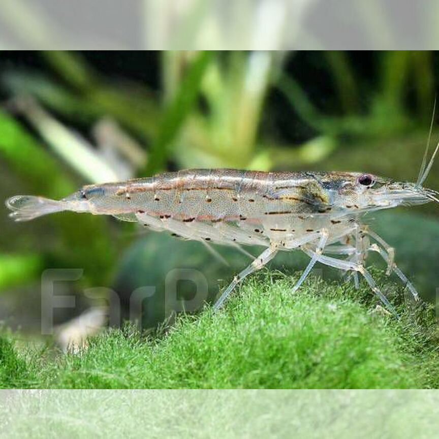 Аквариумные креветки Амано (Caridina multidentata)